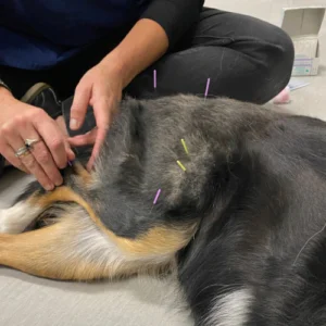 Acupuncture Clinics | Hamilton Veterinary Services